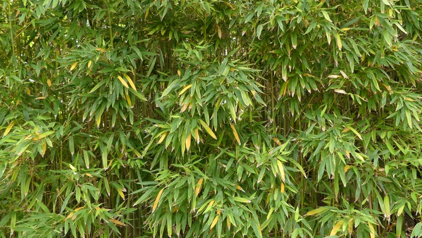 In Batumi Botanical Garden Grove Bamboo Phyllostachys Pubescens Stock ...