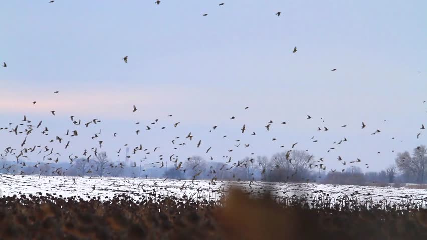 Numerous Flock of Birds Over Stock Footage Video (100% Royalty-free ...