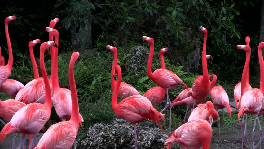 Stock video of pink flamingos doing group yoga | 1647181 | Shutterstock