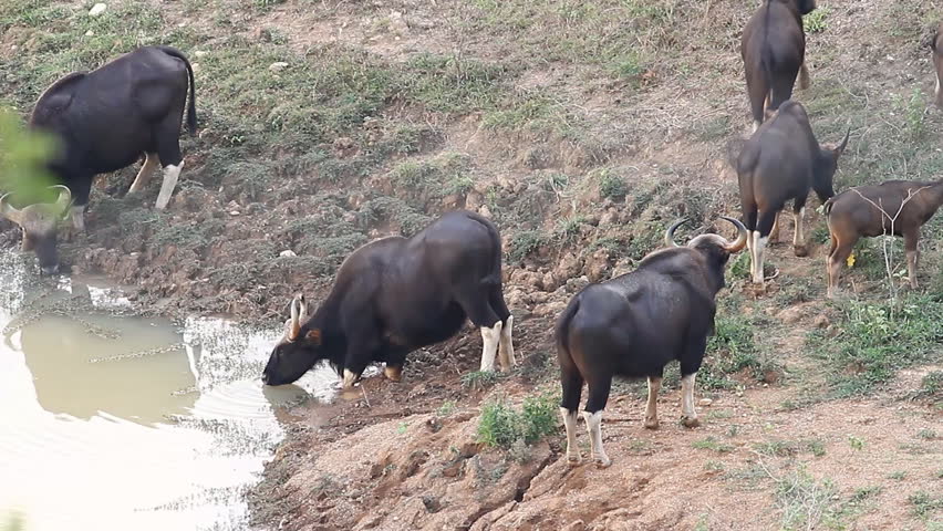 Stock video of gaur, indian bison (bos gaurus) | 16479931 | Shutterstock