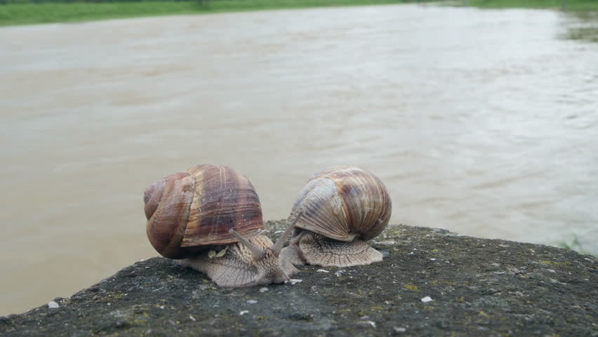 Snail Coming Out From Shell, The Other Sleep, Turbulent Flood River ...
