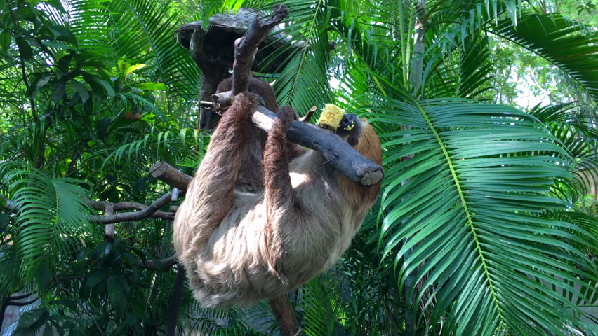 A Sloth Eating Corn Stock Footage Video 19650643 | Shutterstock