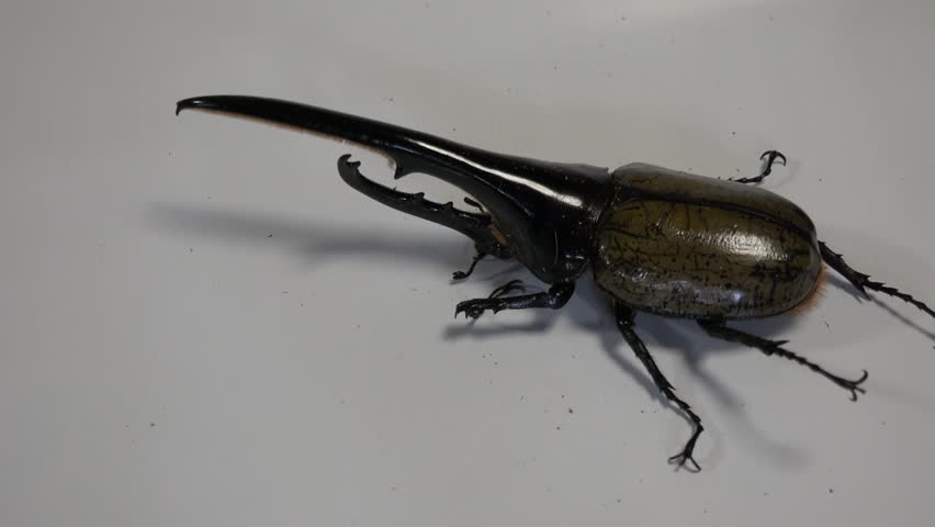 Giant Hercules Beetle Dynastes Hercules Stock Footage Video (100% ...