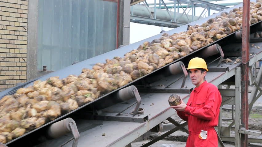 Stock video of factory worker looking at sugar beet | 1680181 ...