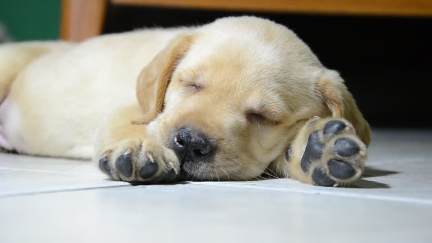 Labrador Puppy Sleep Stock Footage Video (100% Royalty-free) 16938901 ...
