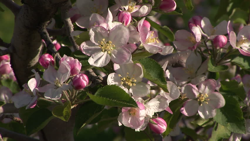 Cu - Cluster of Apple Stock Footage Video (100% Royalty-free) 1721581 ...