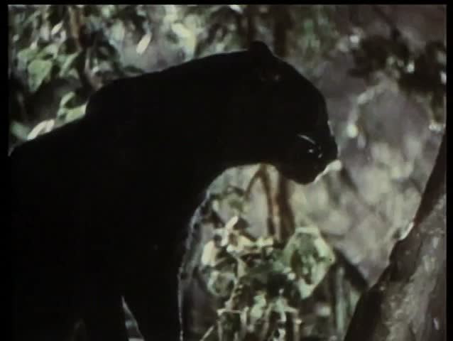 Close-up Growling Panther Sitting On Tree Branch Stock Footage Video ...