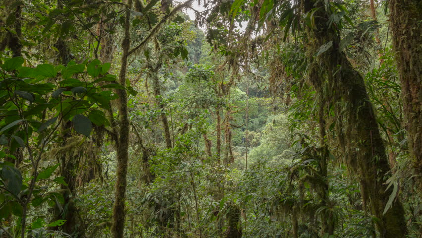 4K A Rainforest In Brazil. Beautiful Scenic Nature Background Of Trees ...