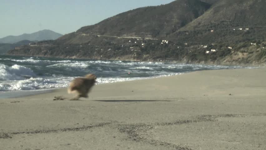 Dog Running Slow Motion with Stock Footage Video (100% Royalty-free ...