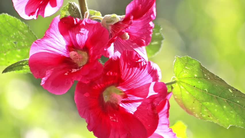 Bougainvillea Flowers Bloom In A Tropical Rainforest. Stock Footage ...