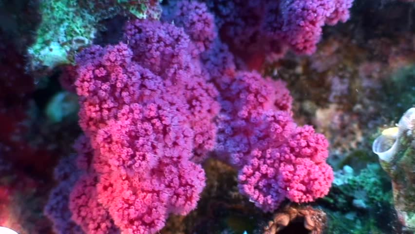 Colorful Coral On Sandy Bottom Deep Underwater In Red Sea. World Of ...
