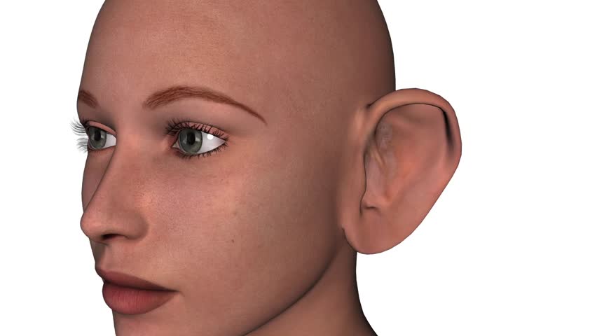 Lop-eared,droopy Ears, Plastic Ears, Loop,alpha Stock Footage Video ...