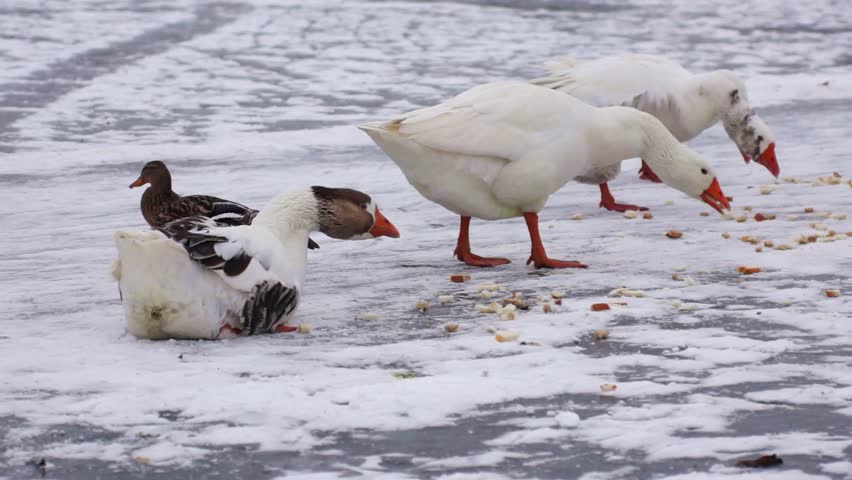 Goose On A Frozen Lake Stock Footage Video 1001683 | Shutterstock