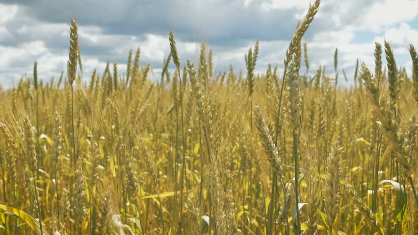 Ripe Grass Blowing In The Wind. Frame Filled With Long Stems Of Wild ...