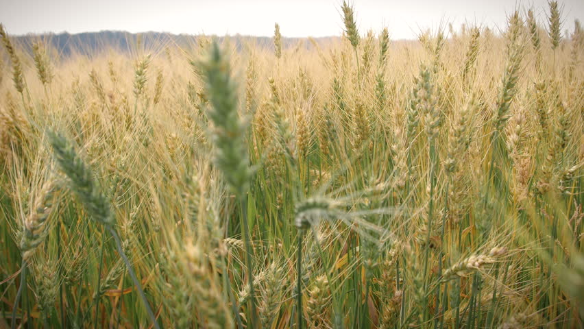 Field Of Hay In Alberta Blowing In The Wind Stock Footage Video 4235372 ...