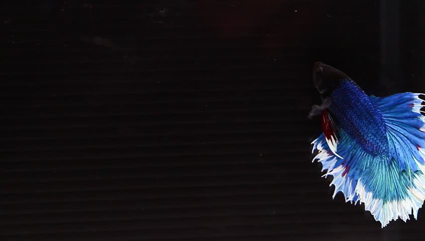 Beautiful Blue and White Beta Stock Footage Video (100% Royalty-free ...