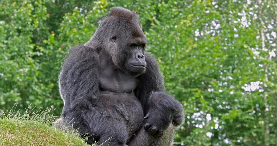 Gorillas Stock Video Footage - 4K and HD Video Clips | Shutterstock