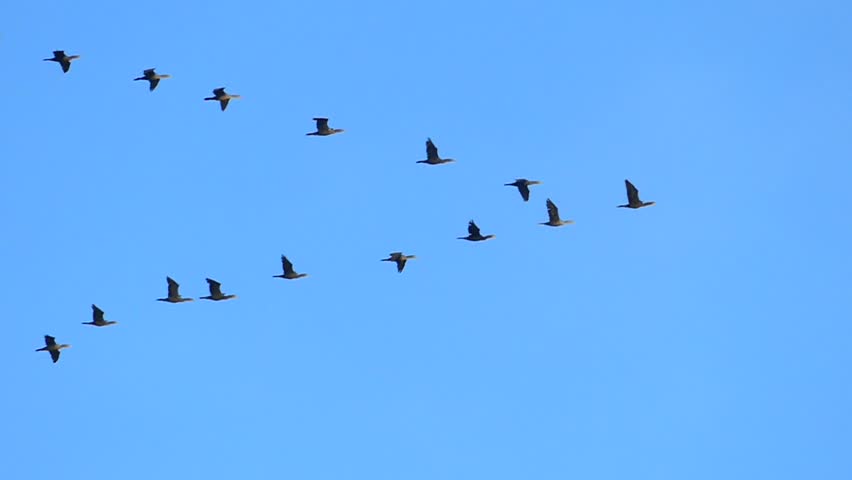 Follow Leaders: Flock Of Geese Flying In An Imperfect V Formation. Slow ...