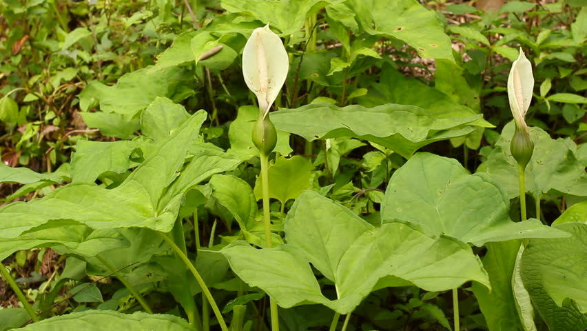 Taro, a Tropical Aroid Grown Stock Footage Video (100% Royalty-free ...