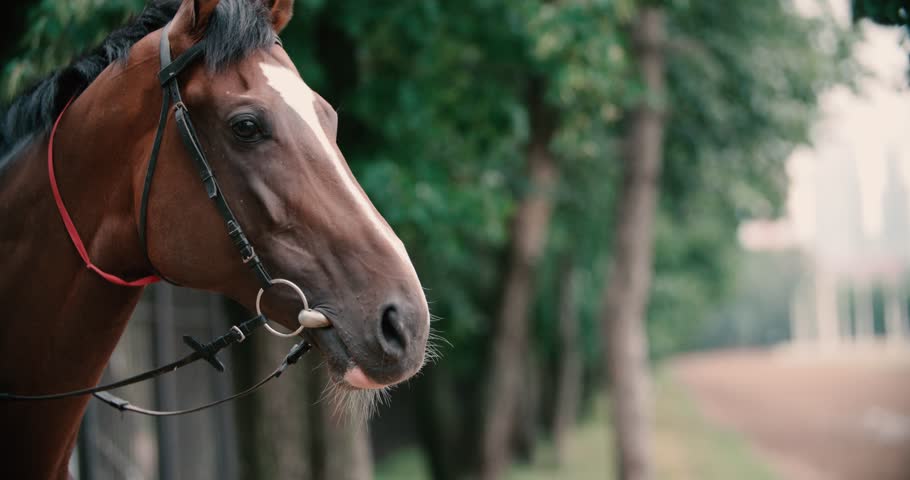Thoroughbred Race Horse Brown Extreme Close-up Face Before A Race ...