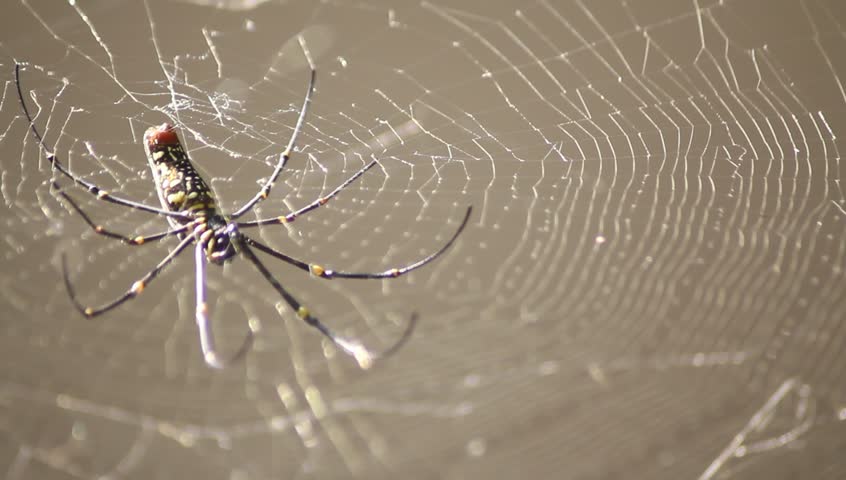 Spider Web Under Microscope