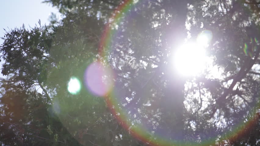 Sunshine Star Flare Flickering Through Windy Tree Leaves At Sunset ...