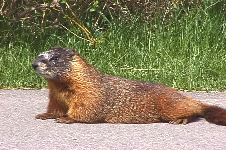 Marmet Stock Footage Video 2046986 | Shutterstock