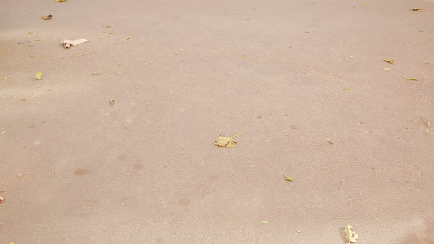 Veterinarian Looking At Coccidia (Isospora Felis) Oocyst, Feline ...