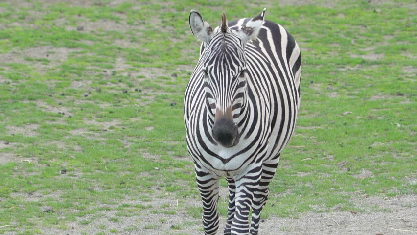 A Big Zebra Walking On Stock Footage Video (100% Royalty-free) 21040921 ...
