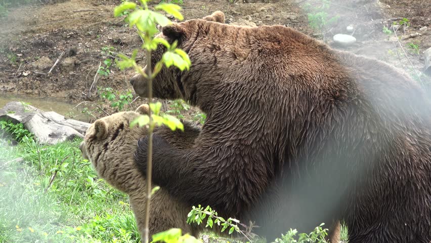 Couple of Bear Reproduction in Stock Footage Video (100% Royalty-free ...