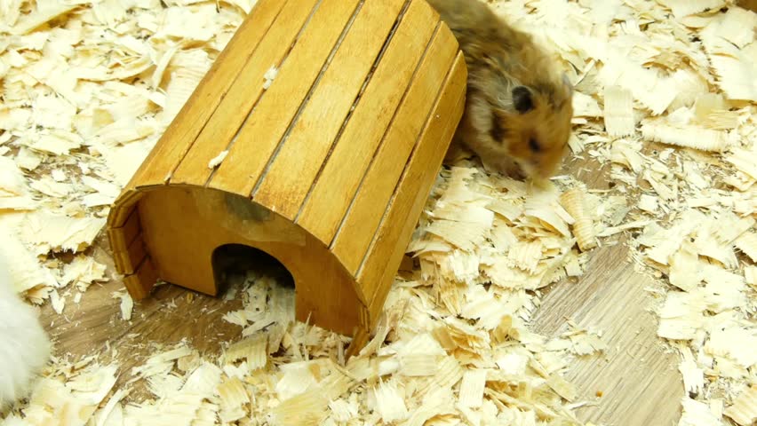 Hamster Standing Up image - Free stock photo - Public Domain photo ...
