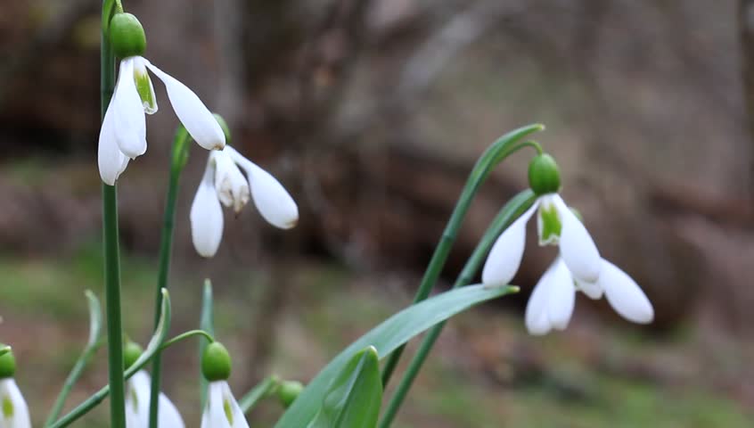 Common Snowdrop Outdoor In The Field Slow Motion 1080p FullHD Footage ...