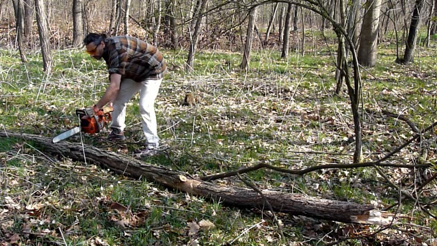 Lumbering Tree Cutting Machine Stock Footage Video 3321029 | Shutterstock