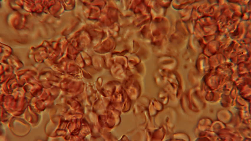 High Definition Microbiology Intro, Cells And Bacteria Under Microscope ...