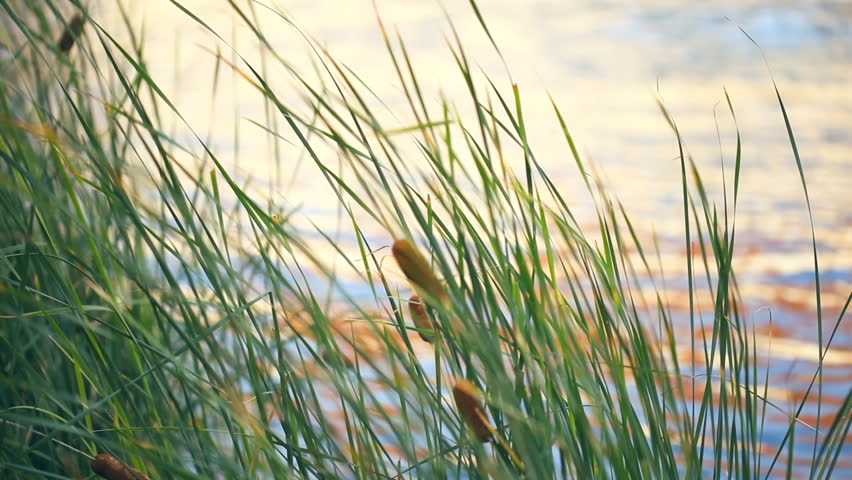 Tall Cane Like Grass With Hollow Stem Growing Near Water, Waving In The ...