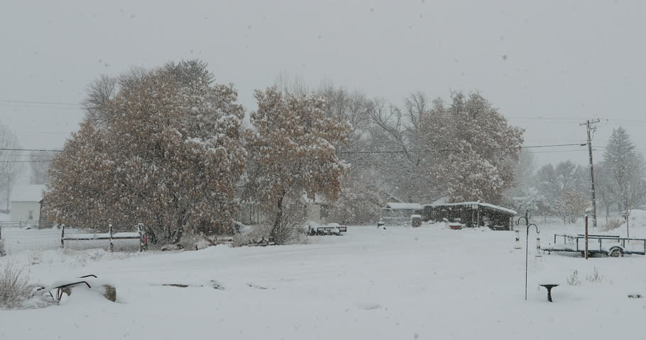 Snow Storm Blizzard Rural Farm Tree Close. First Winter Storm And ...