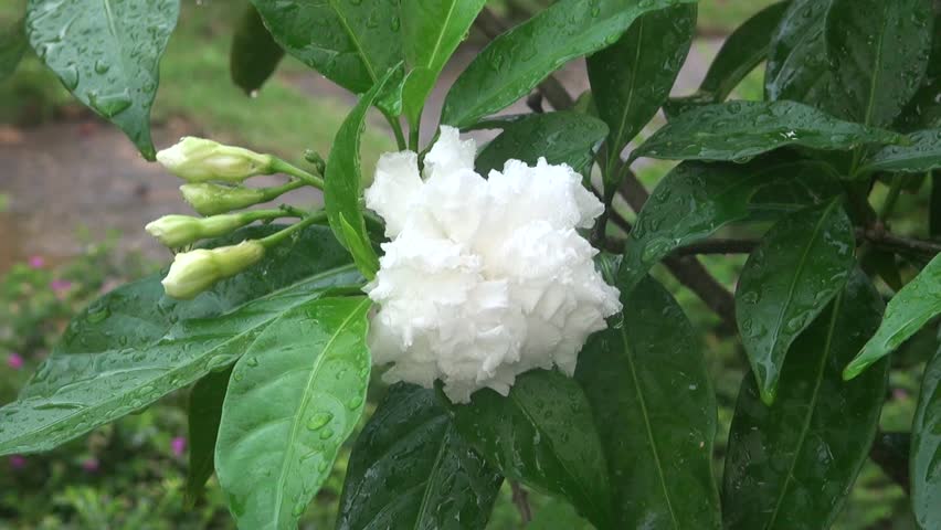 Stock Video Clip of polypetalous jasmine flower | Shutterstock