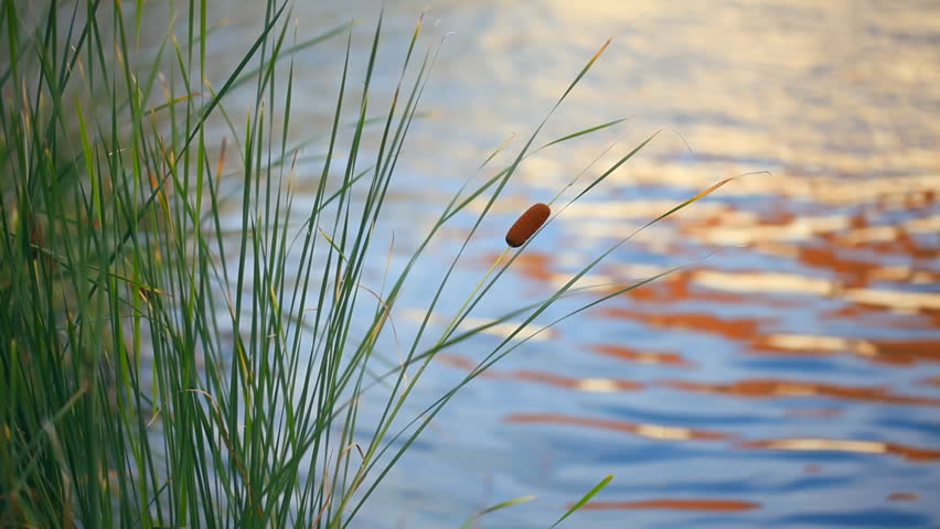 Tall Cane Like Grass with Stock Footage Video (100% Royalty-free ...