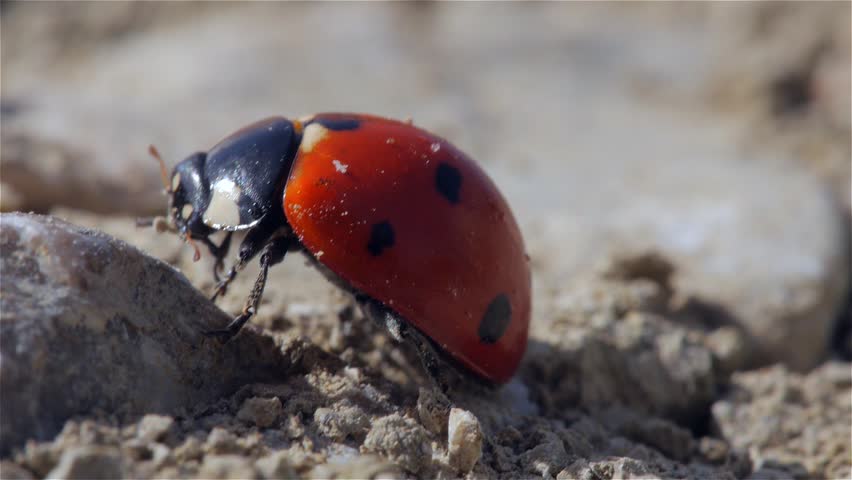 Stock Video Clip of ladybug standing and walking on a rocky | Shutterstock