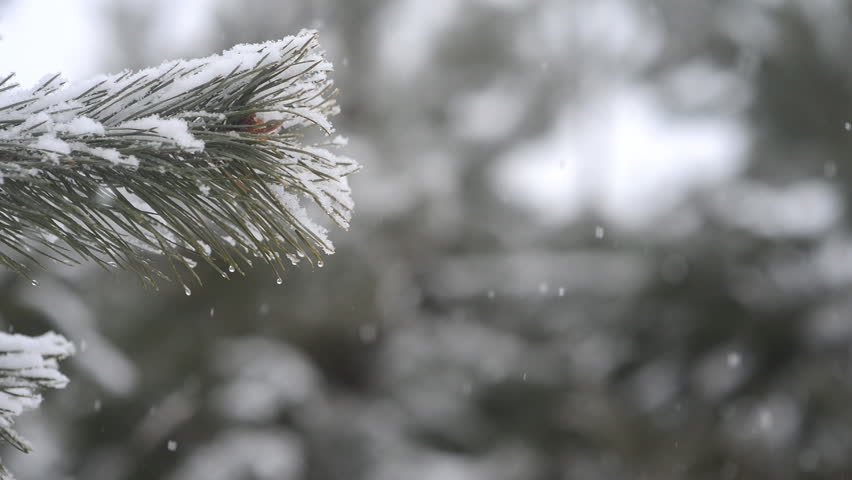 Snow Falling On Pine Branch Stock Footage Video (100% Royalty-free ...