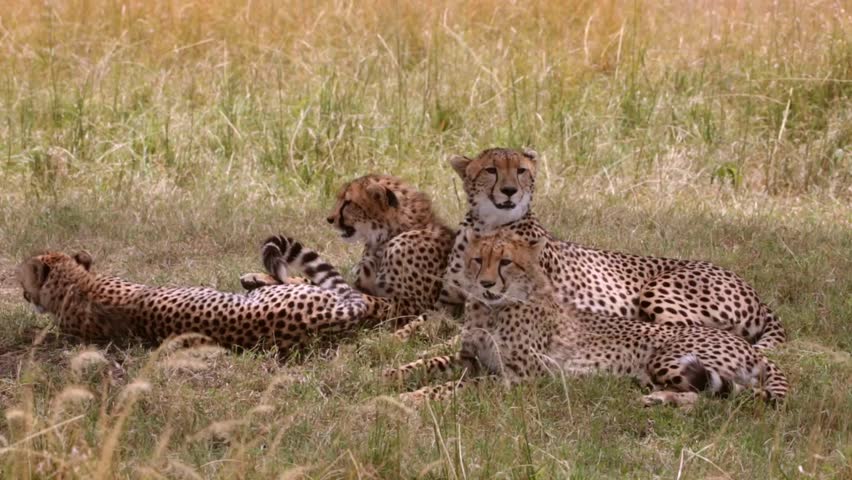 Cheetah Cubs image - Free stock photo - Public Domain photo - CC0 Images
