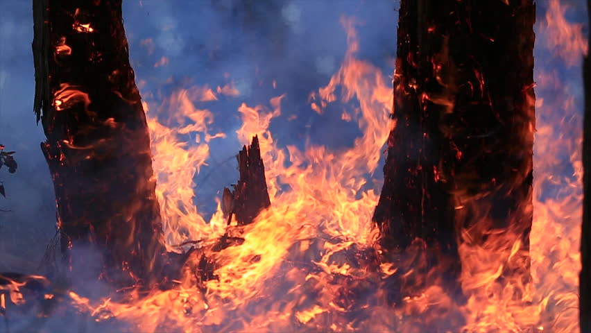 Burning Bush Stock Footage Video | Shutterstock