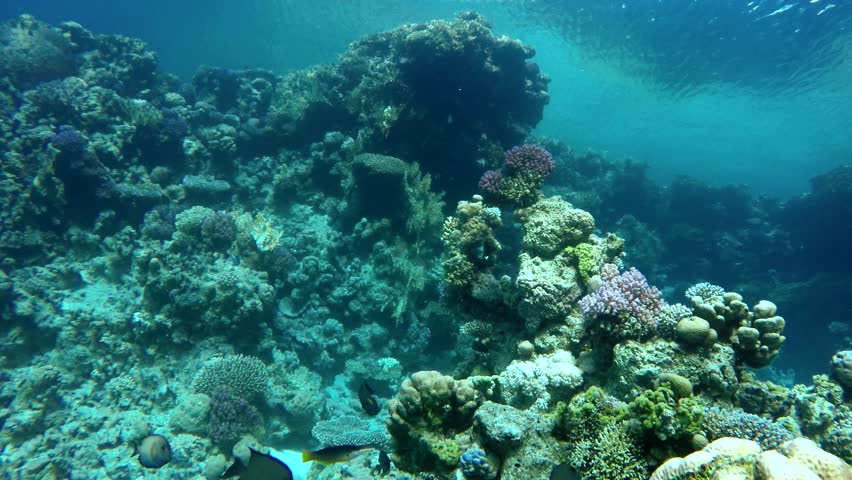 Ocean. Coral Reef. Exotic Fishes. The Beauty Of The Underwater World ...