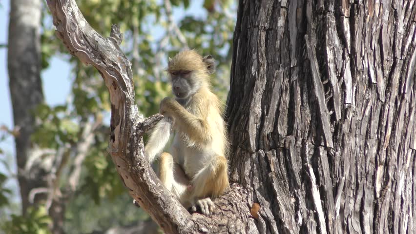 「A male yellow baboon sits in a」のストック動画クリップ | Shutterstock