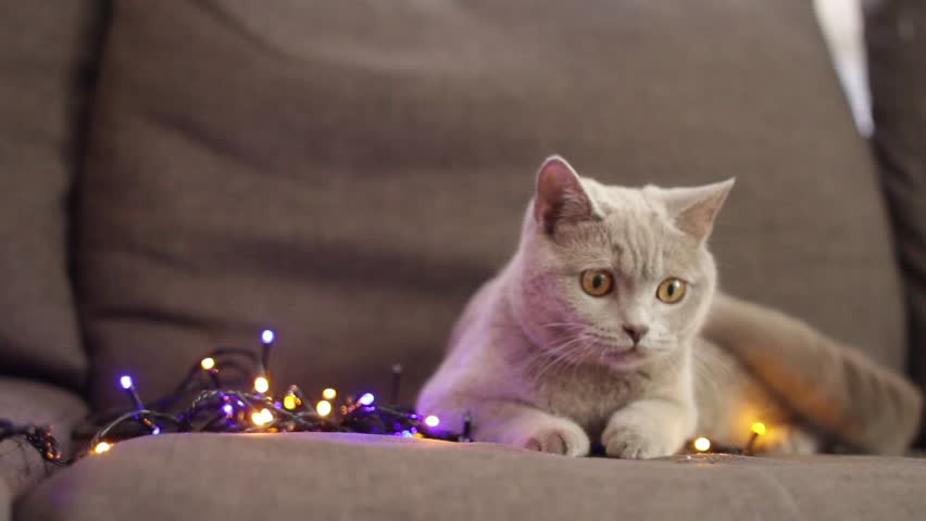 Cat Playing with a Flashing Stock Footage Video (100% Royalty-free ...