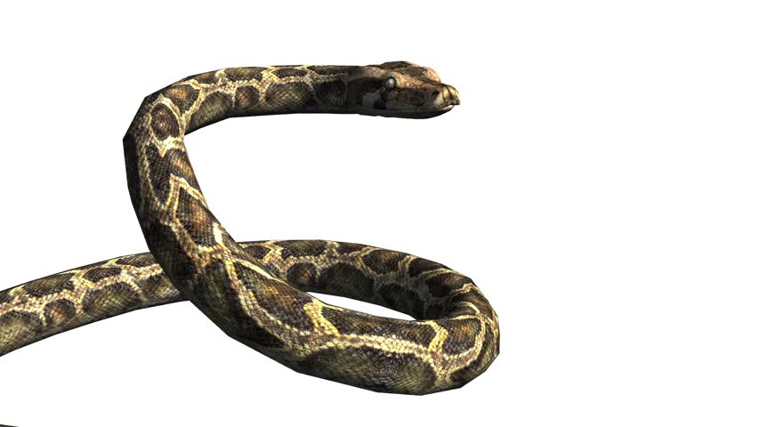 Snake & Jungle Carpet Python Open Mouth Attack,sliding Decorative Non ...