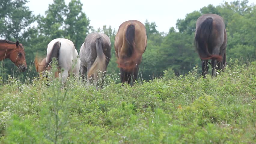 Rear View of Some Horses Stock Footage Video (100% Royalty-free ...