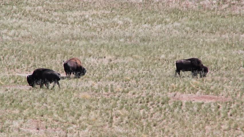 American Buffalo in the Plains Stock Footage Video (100% Royalty-free ...