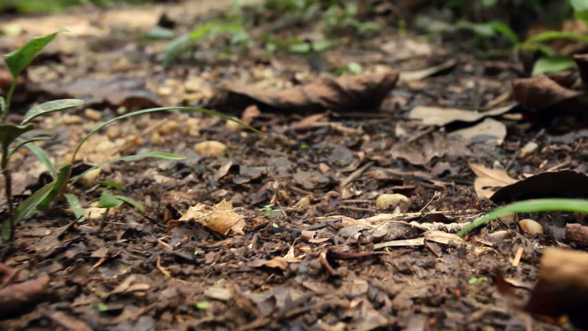 Tracking Along A Column Of Army Ants On The Rainforest Floor. In The ...