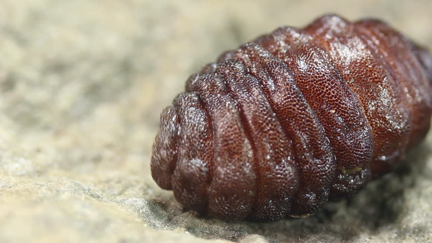 Bot Fly Larva Stock Footage Video 1294795 | Shutterstock